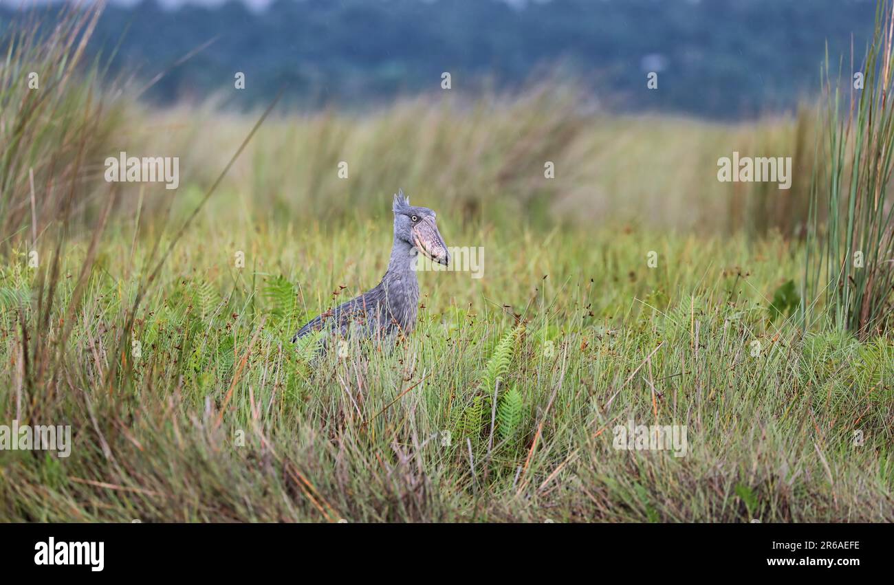 Shoebill (Balaeniceps rex) at Mabamba swamp at Lake Victoria, Entebbe ...
