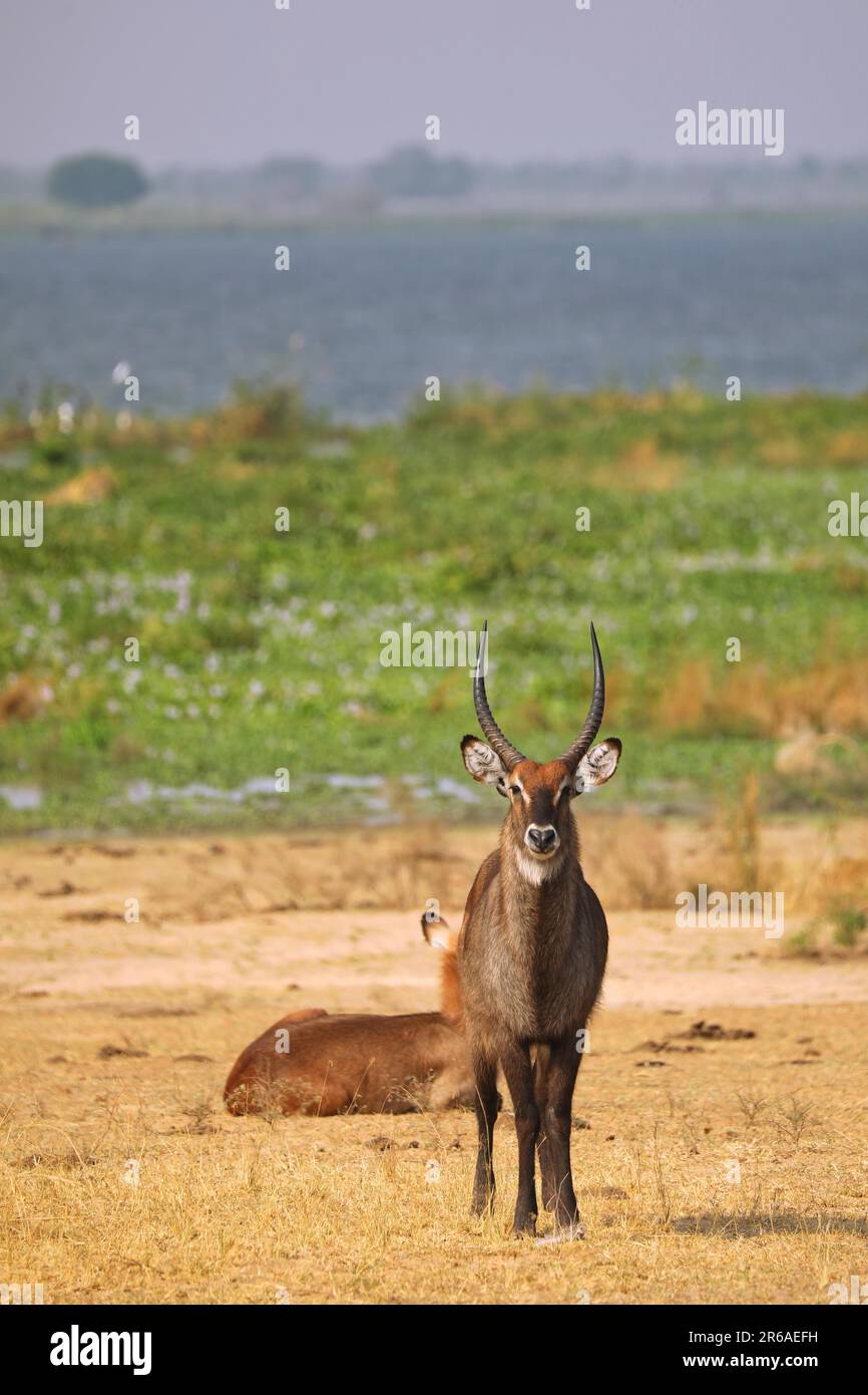 Defassa waterbuck (Kobus defassa), Murchison Falls National Park Uganda ...