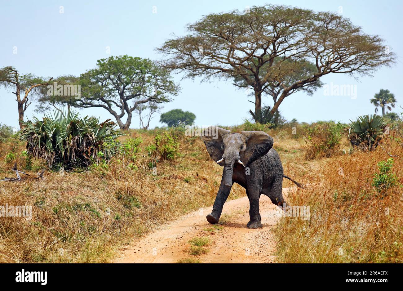Elephant (Loxodonta africana), Murchison Falls National Park Uganda ...