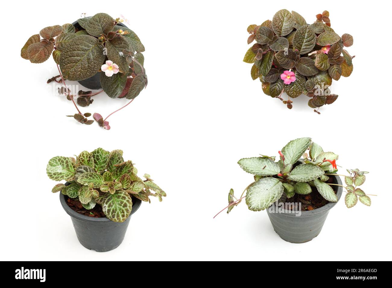 Green episcia plants hi-res stock photography and images - Alamy