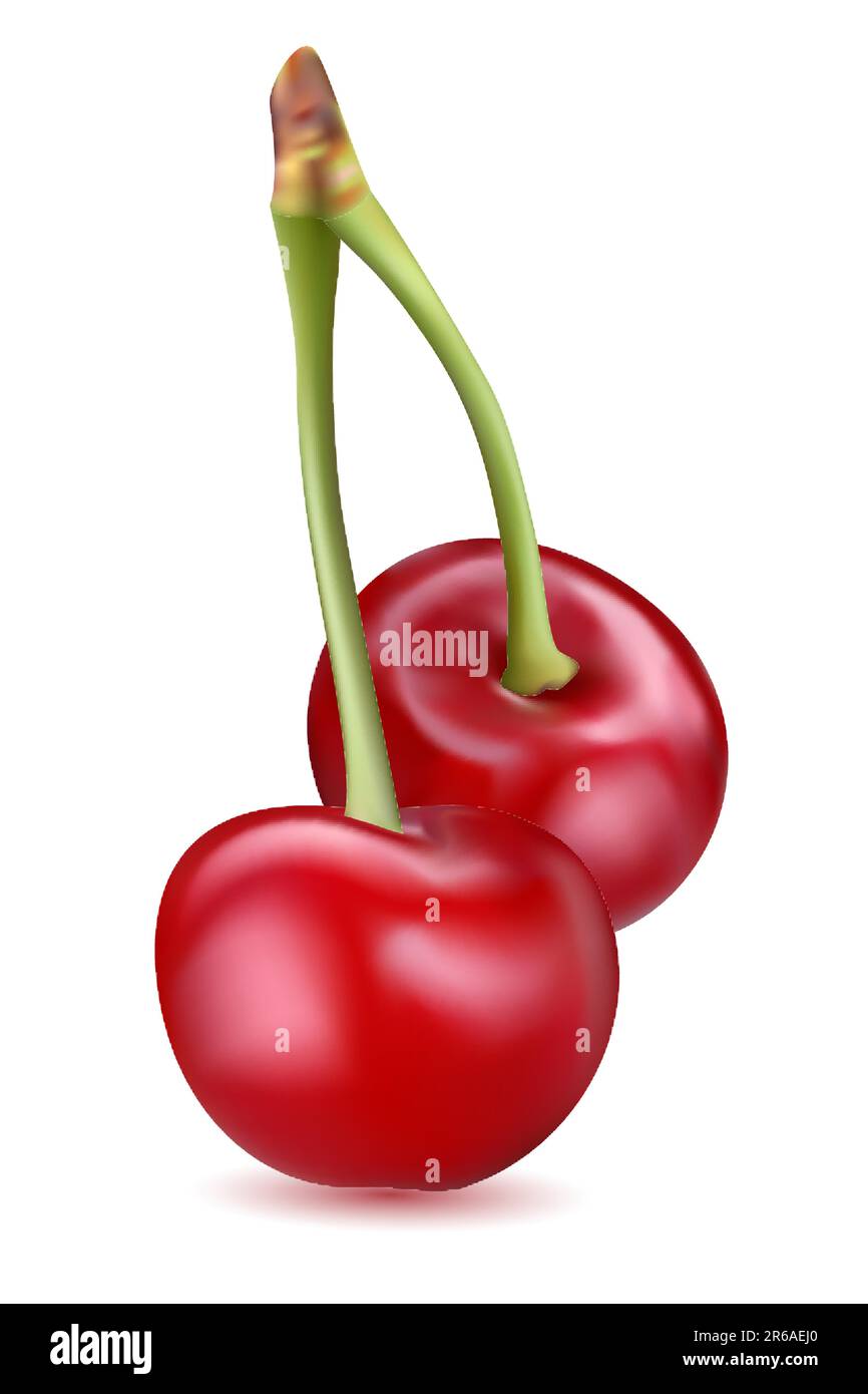 illustration of pair of vector cherries on isolated background Stock ...
