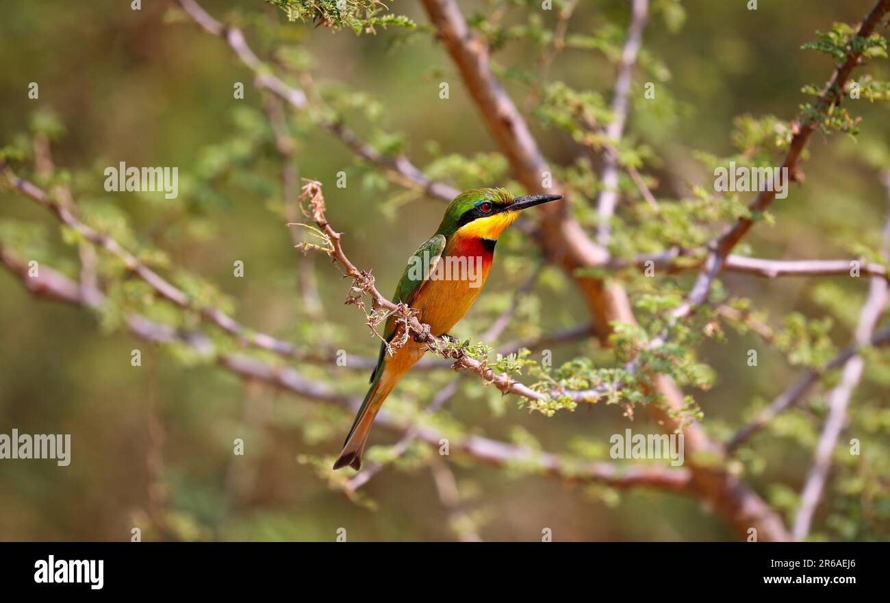 Little bee-eater (Merops pusillus), Murchison Falls National Park ...