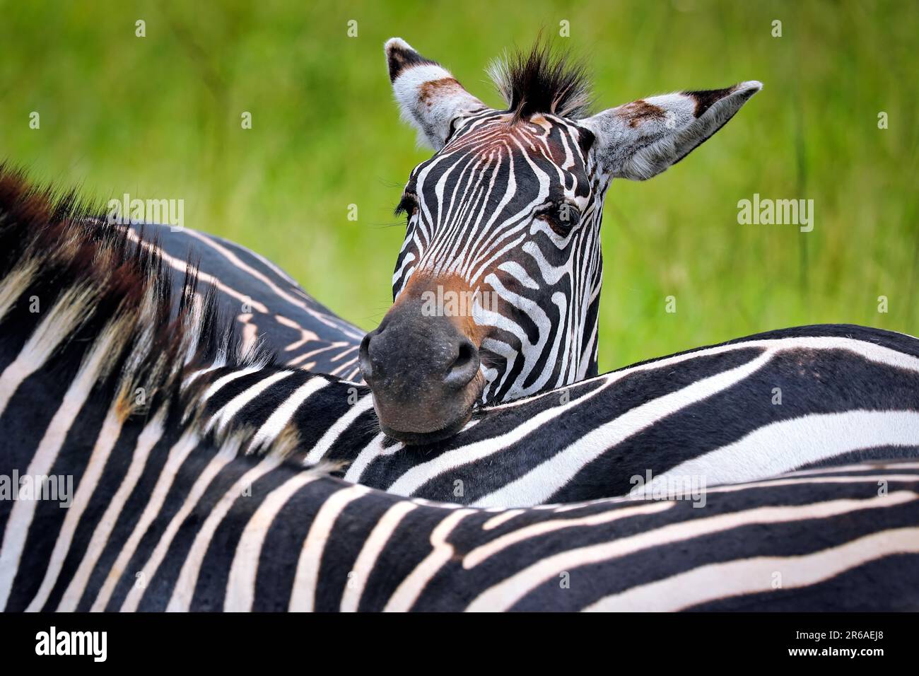 Zebra (Equus quagga) im Lake Mburo National Park in Uganda Stock Photo ...