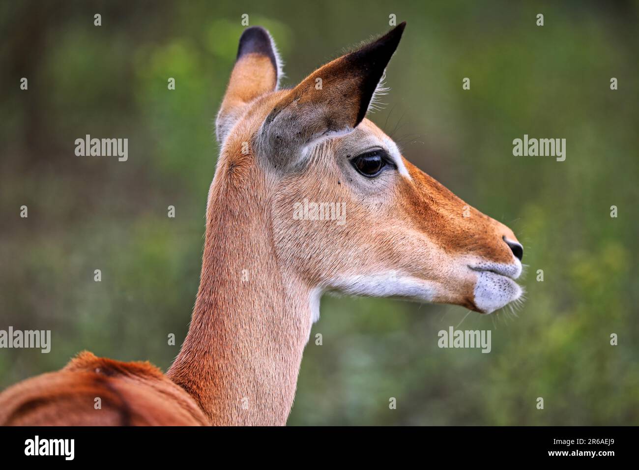 Impala (Aepyceros melampus) im Lake Mburo National Park in Uganda Stock ...