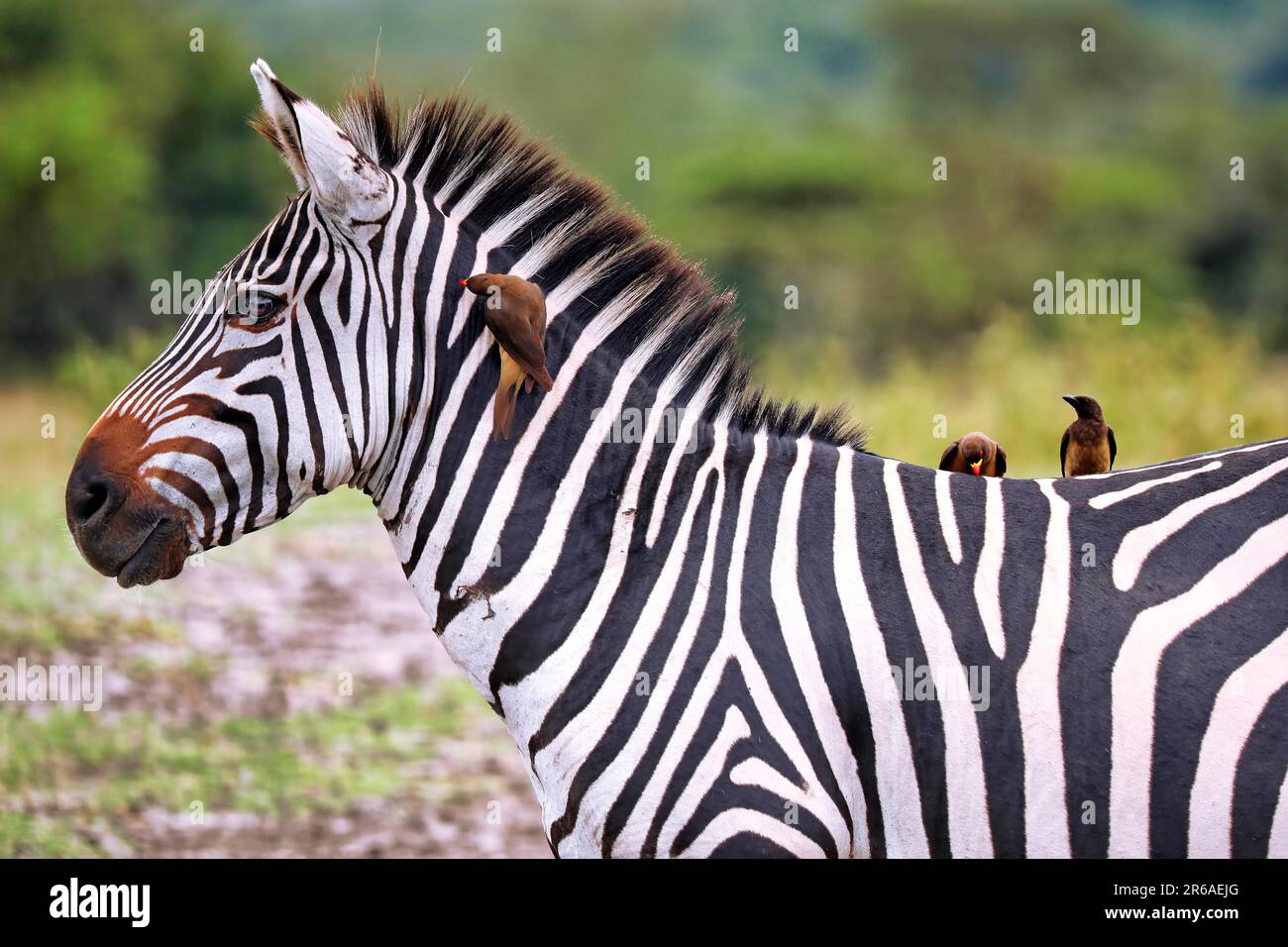 Zebra (Equus quagga) im Lake Mburo National Park in Uganda Stock Photo ...