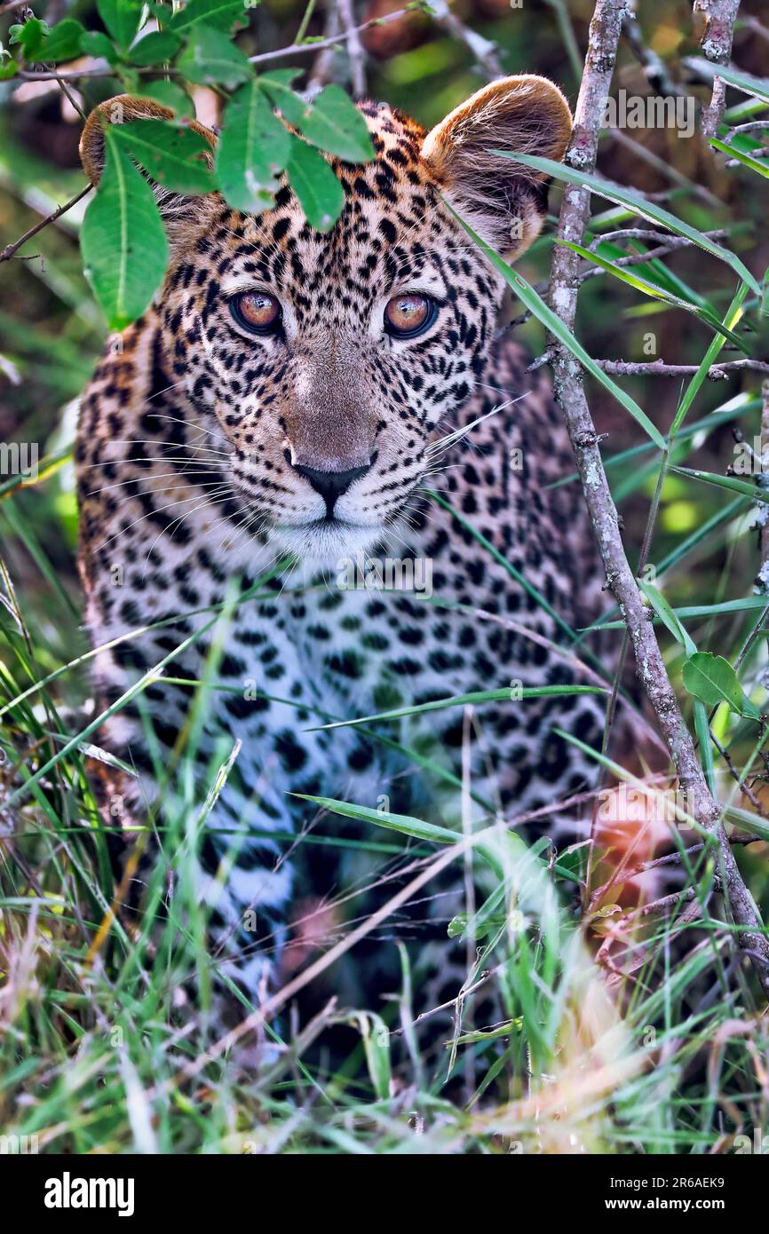 Junger Leopard (Panthera pardus) im Lake Mburo National Park in Uganda ...