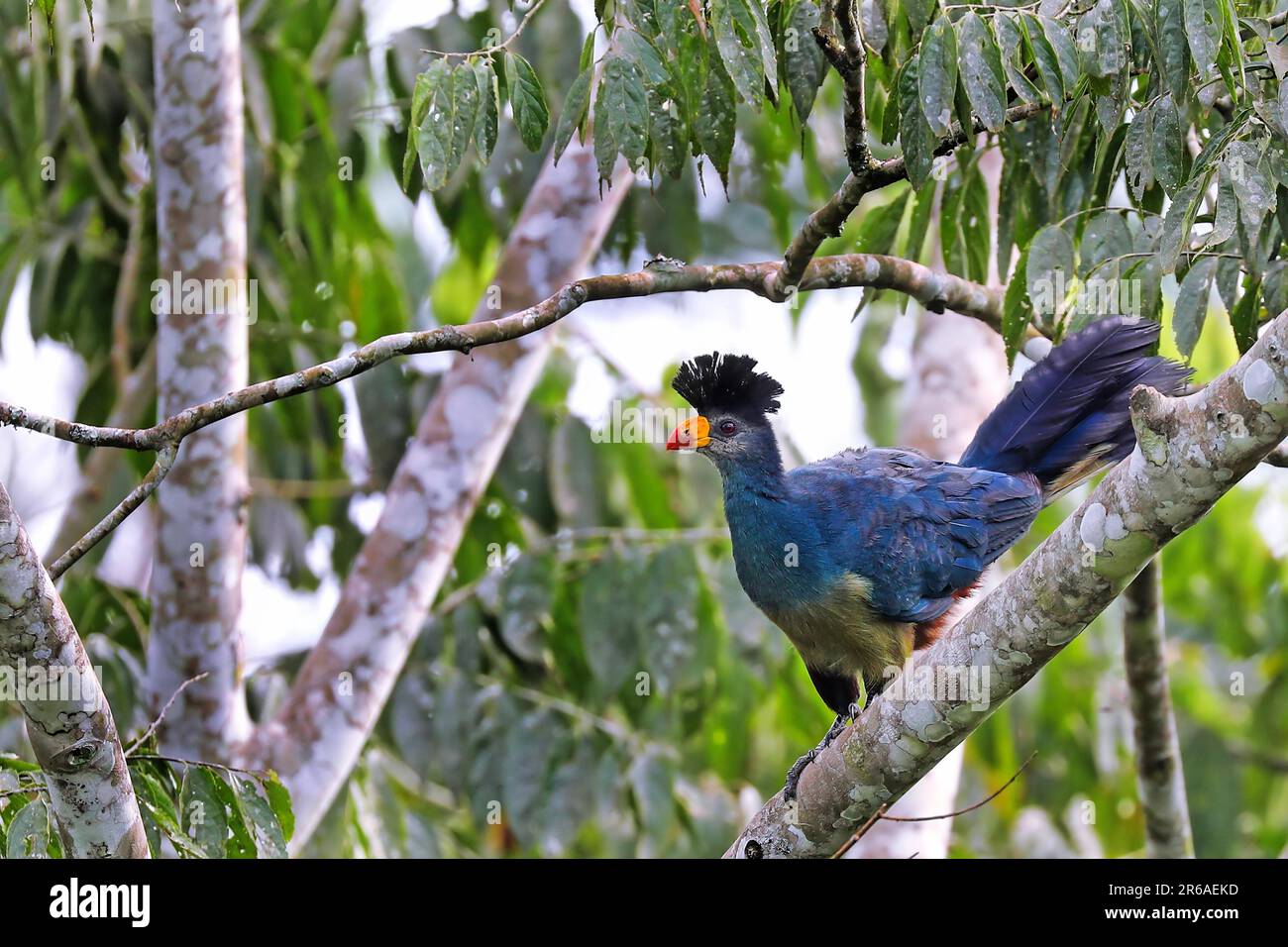 Great blue turaco (Corythaeola cristata) at Bugoma Central Forest ...
