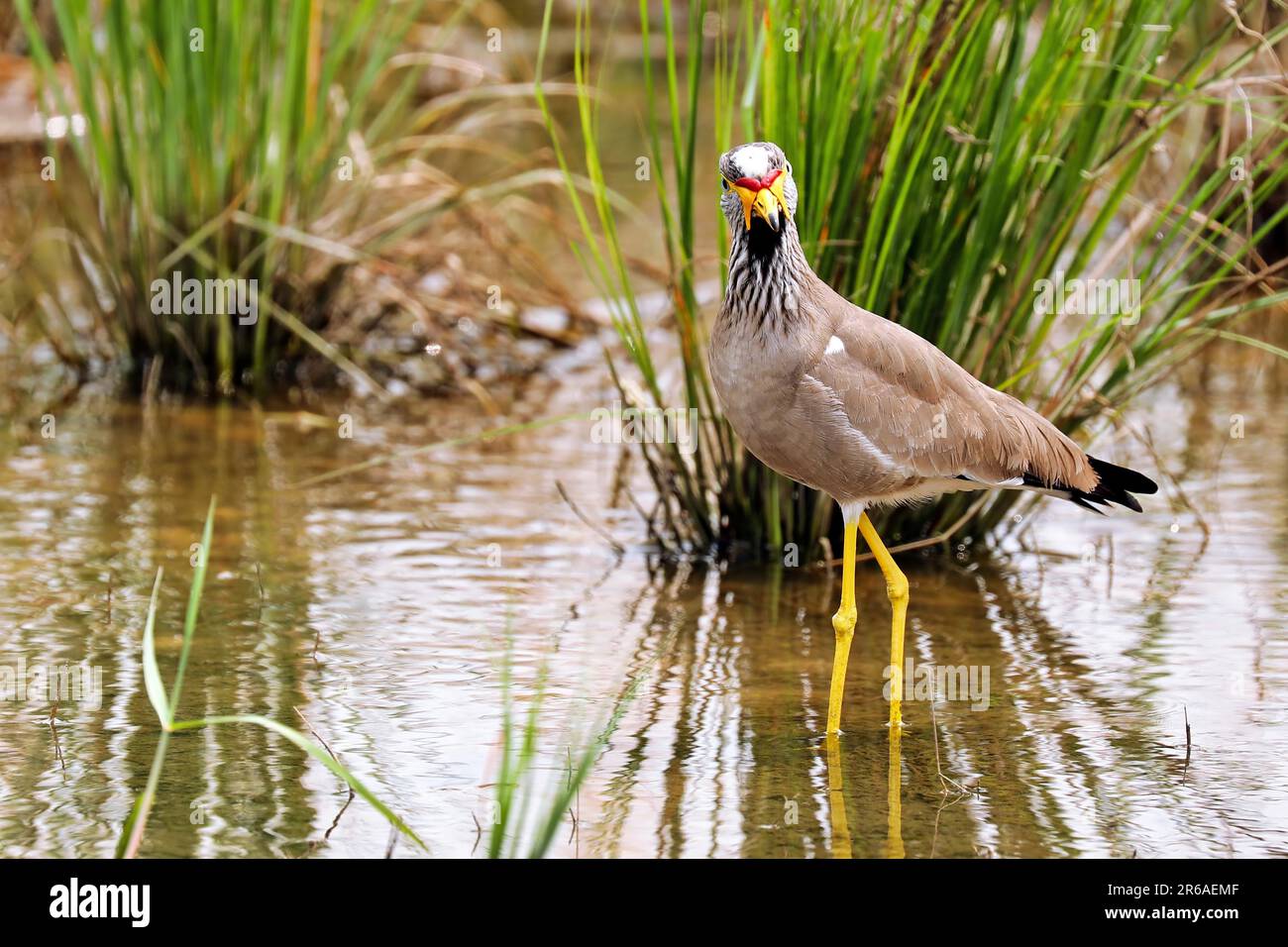 African wattled lapwing (Vanellus senegallus), Murchison Falls National ...