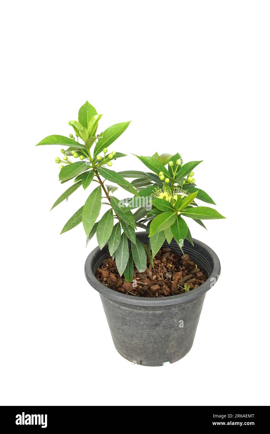 Xanthostemon Chrysanthus isolated on white background Stock Photo - Alamy
