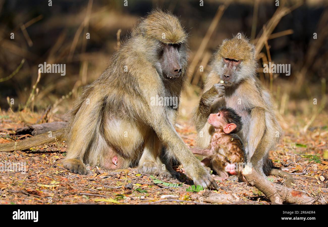 Baboons (papio cynocephalus), South Luangwa National Park, Zambia Stock ...