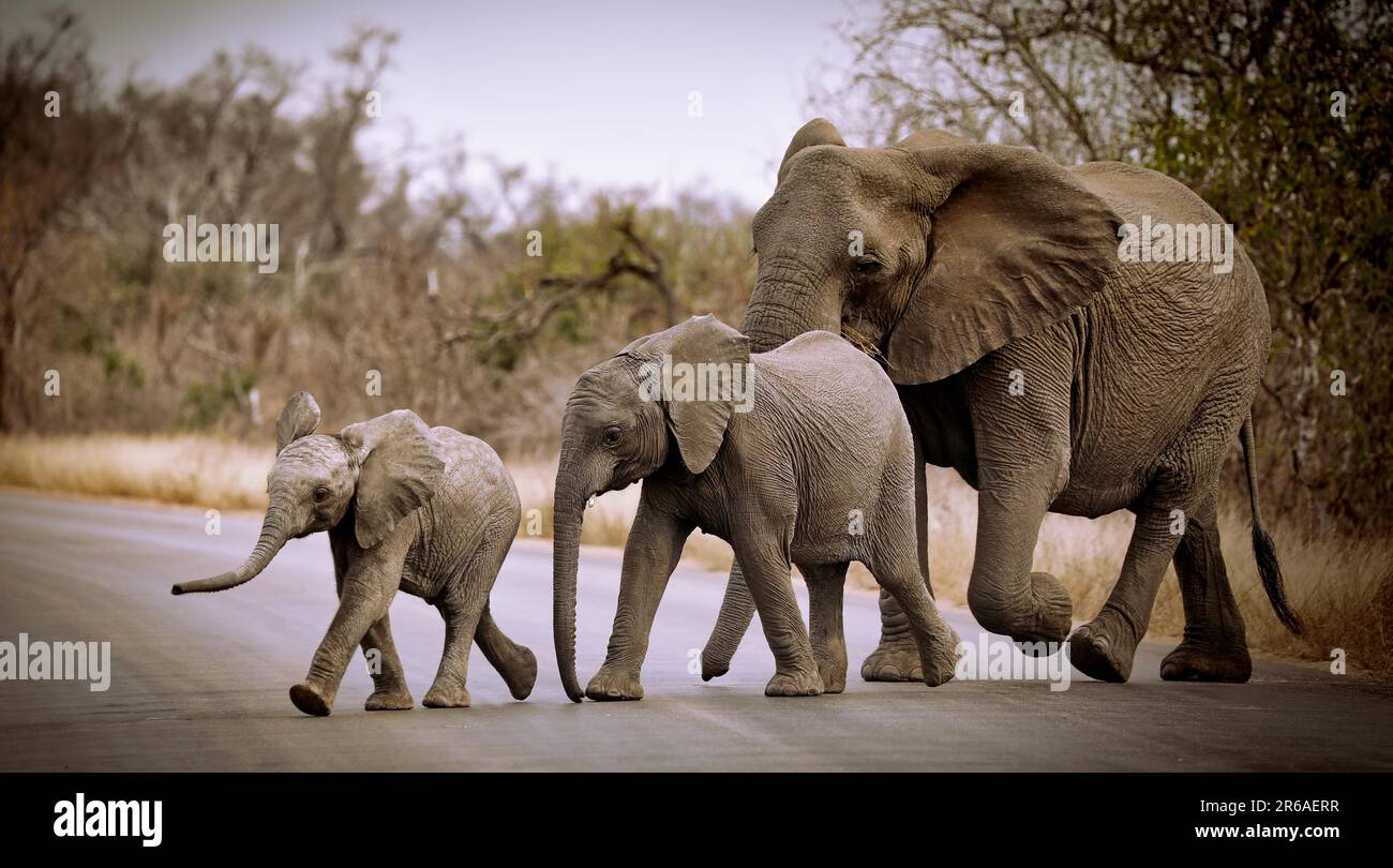 Quert hi-res stock photography and images - Alamy