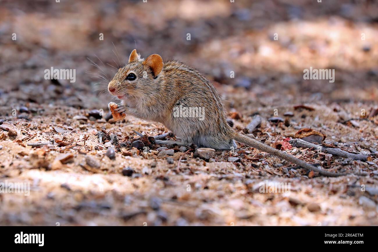 African striped mouse (Rhabdomys pumilio), Kgalagadi Transfrontier ...