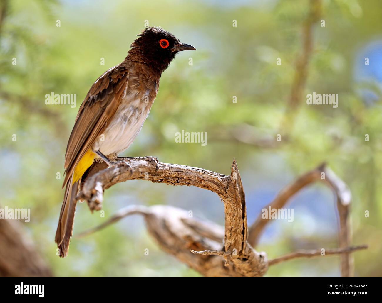 African red-eyed bulbul (Pycnonotus nigricans), Kgalagadi Transfrontier ...