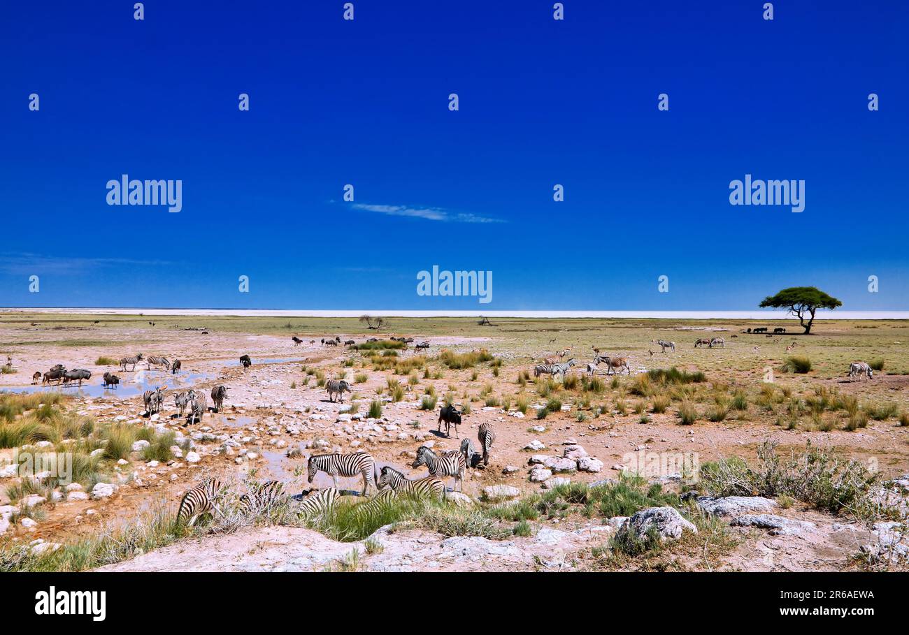 Landscape in Etosha National Park near the Etosha Pan Namibia Stock ...