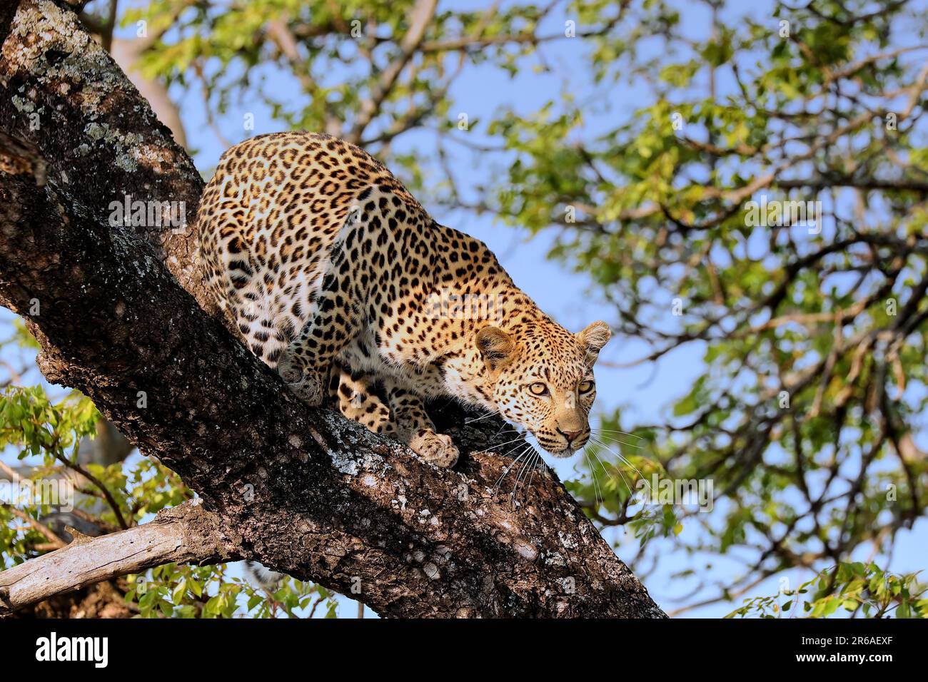 Leopard in a tree, Kruger National Park, leopard in a tree, Kruger ...