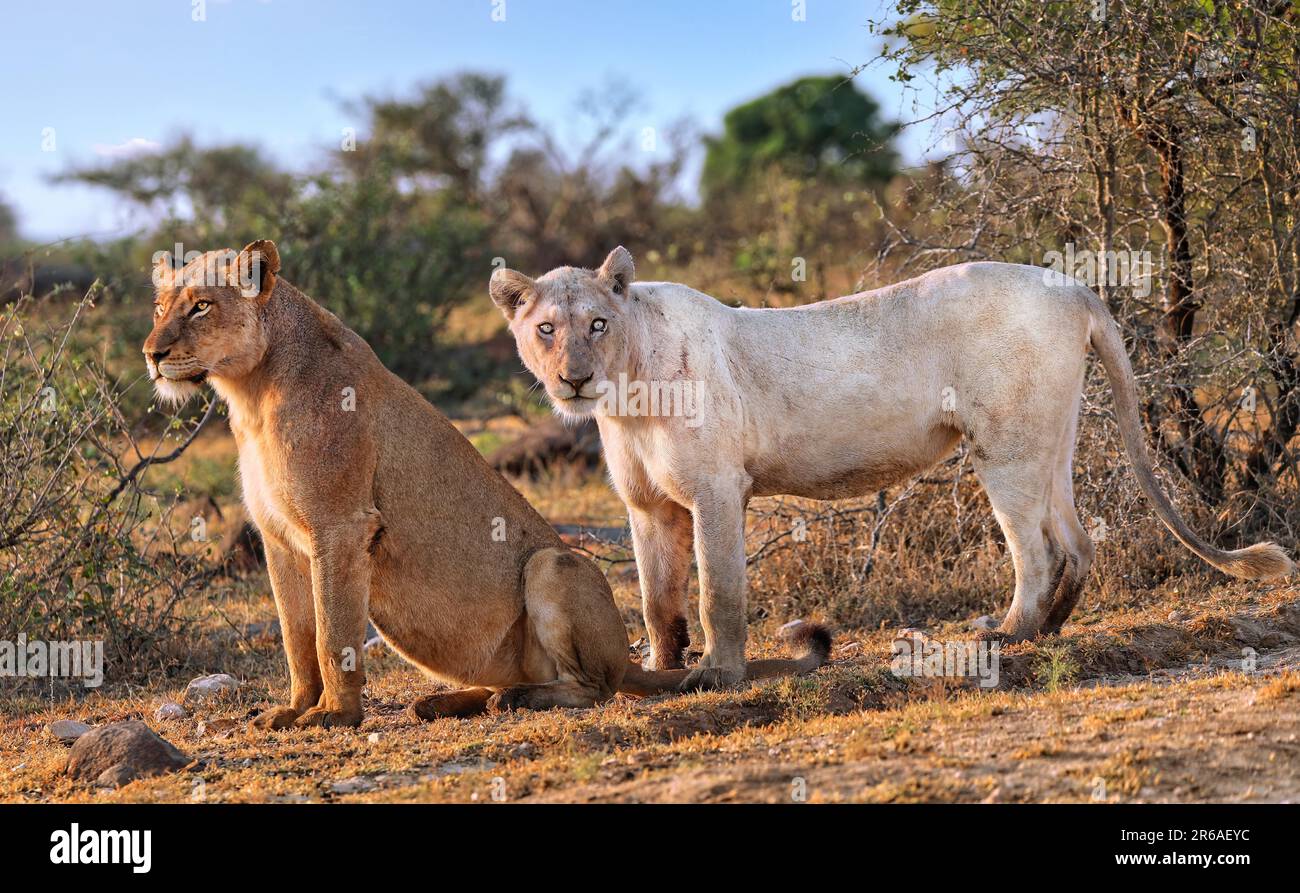 White lioness rare lion hi-res stock photography and images - Alamy