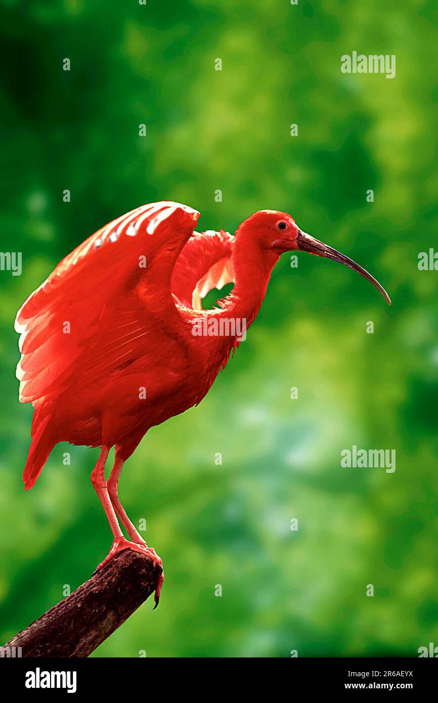 Scarlet Ibis (Eudocimus ruber), Scharlachsichler, Roter Sichler, [Vogel ...