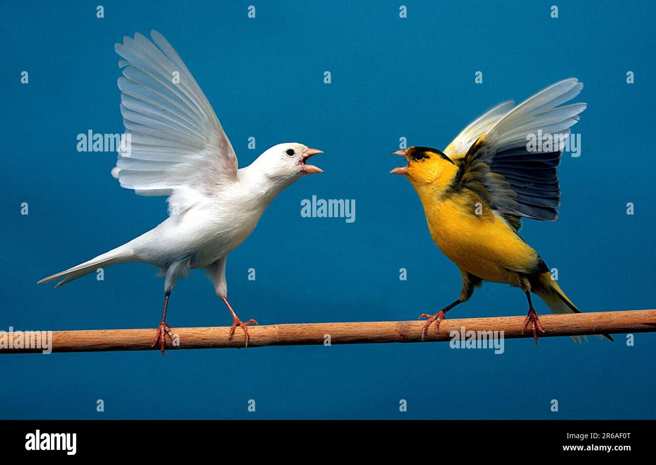 Canaries, fighting, canaries fighting, bird, birds, songbirds, animals ...