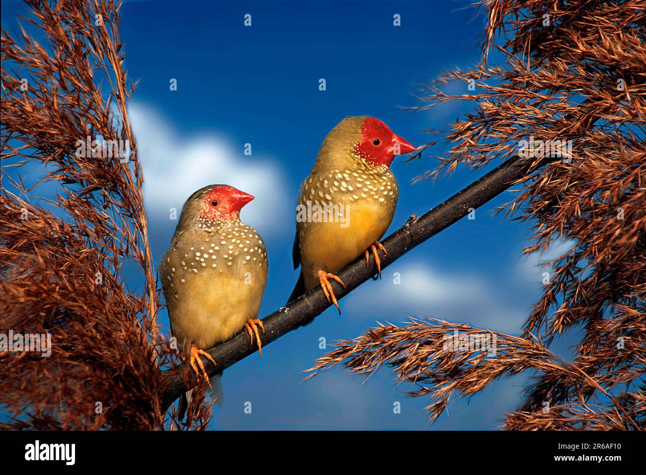 Star Finch, pair (Bathilda ruficauda), Rush Finch (Australia ...