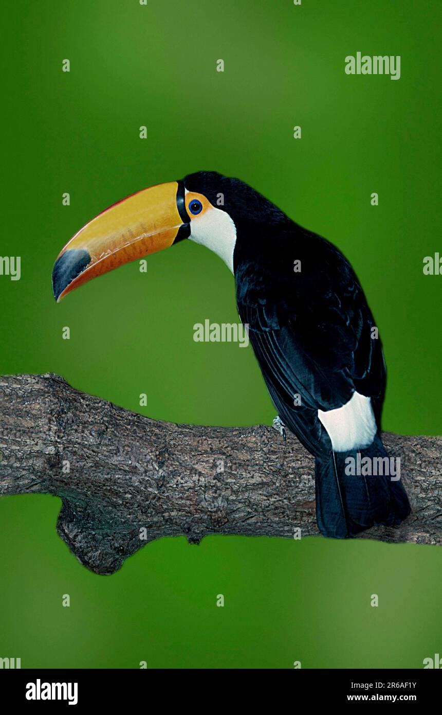 Toco toucan (Ramphastos toco) (toucans) (bird) (birds) (birds) (south ...