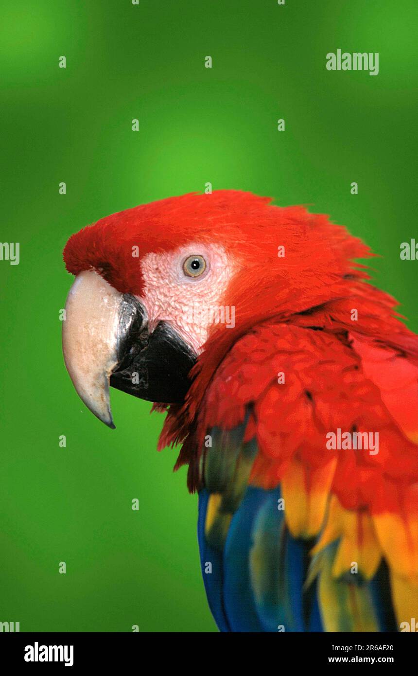 Scarlet macaw (Ara macao), light red macaw, lateral, side, profile ...