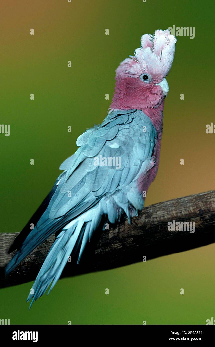 Rose Cockatoo (Eolophus roseicapillus) (Cacatua roseicapilla Stock ...