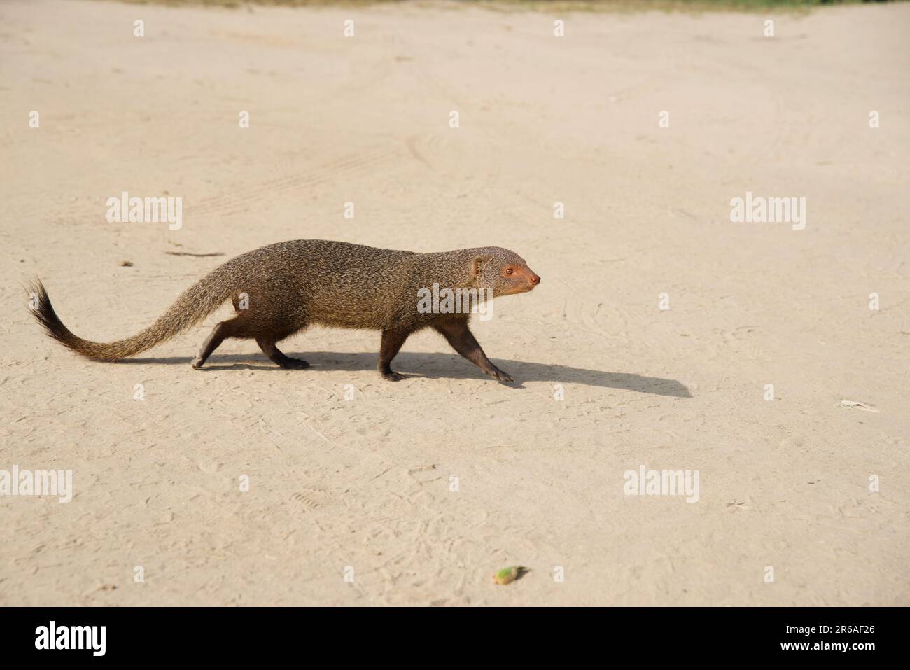 A wild mongoose in its natural habitat Stock Photo - Alamy