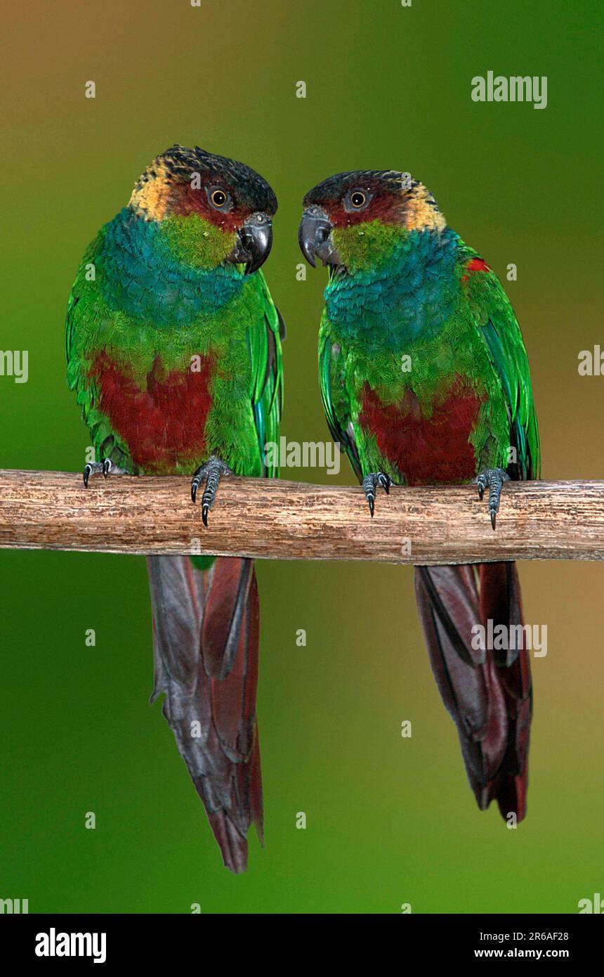 Ochre-marked parakeet (Pyrrhura cruentata) (South America) (bird ...