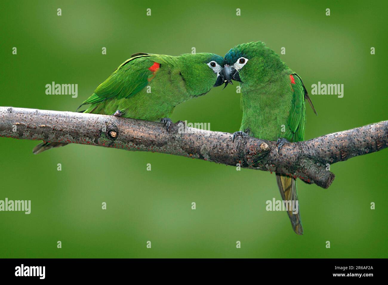 Cock Macaw (Ara nobilis nobilis), Noble Macaw Stock Photo - Alamy