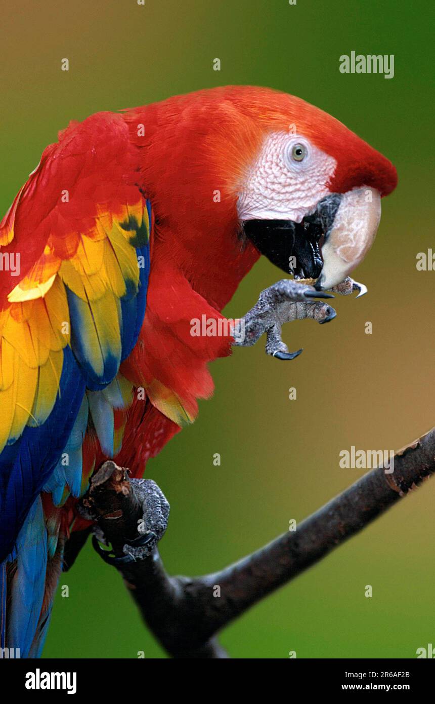 Scarlet Macaw (Ara macao), Light Red Macaw Stock Photo - Alamy