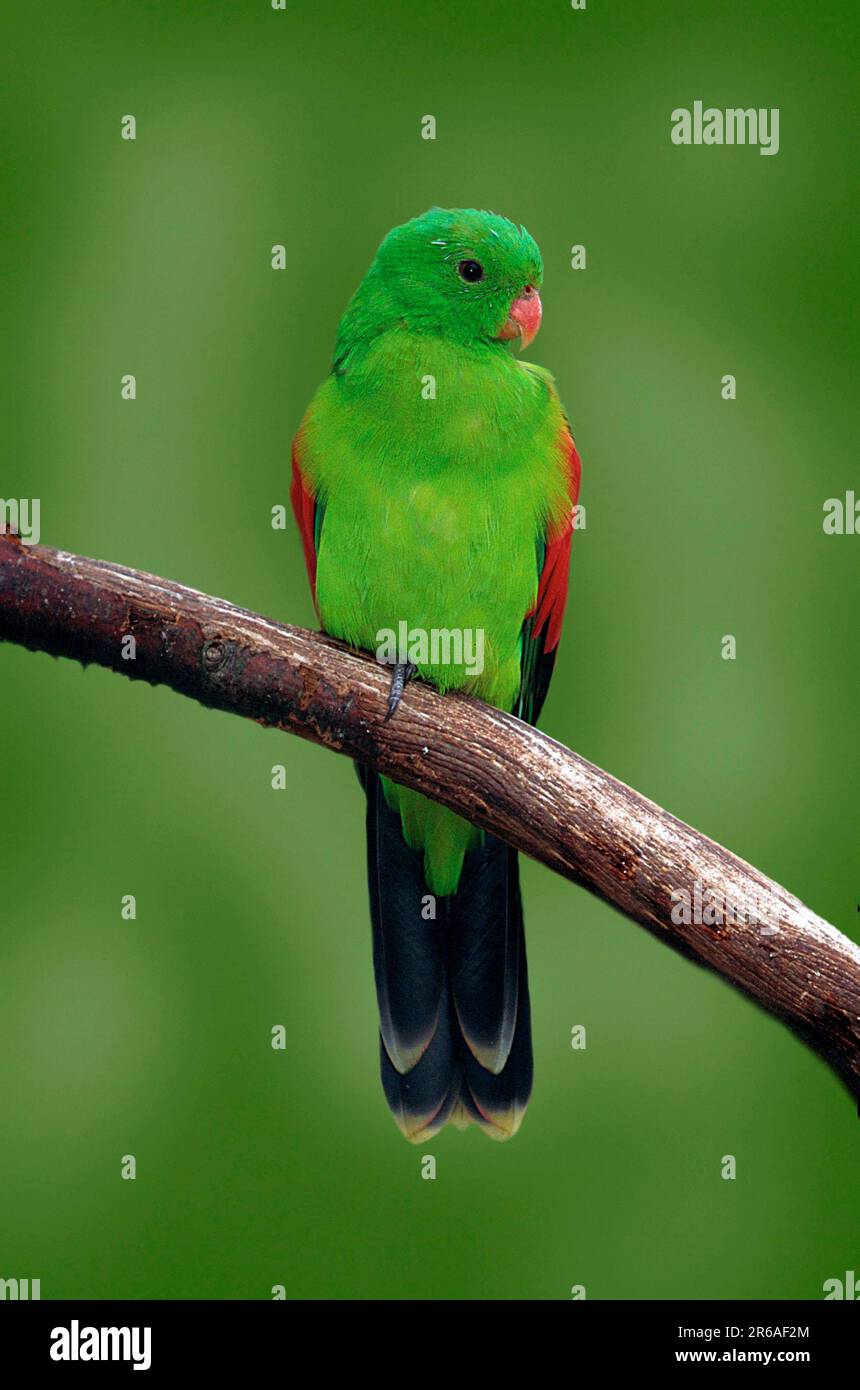 Vogel wildlife australien hi-res stock photography and images - Alamy