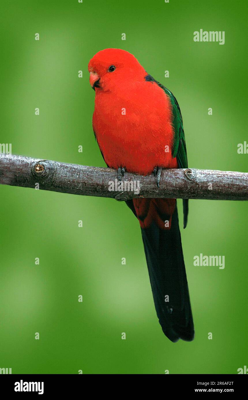 Australian King Parrot, male (Alisterus scapularis scapularis ...