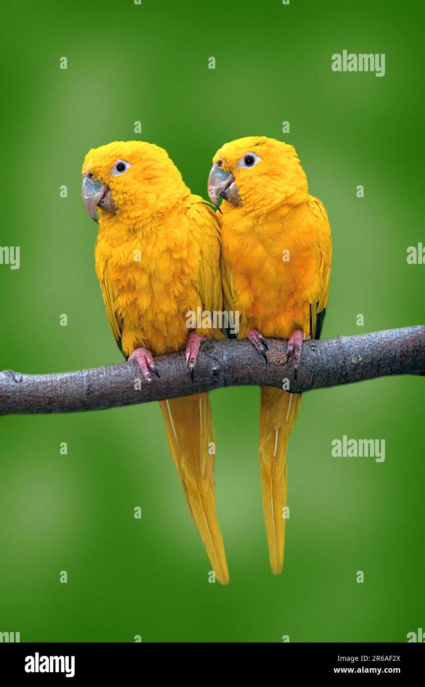 Bavarian parakeets hi-res stock photography and images - Alamy
