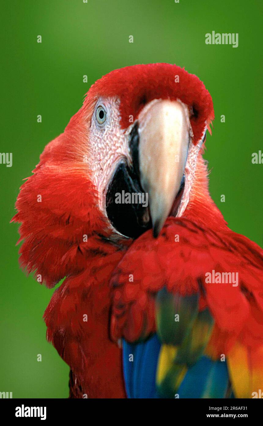 Scarlet Macaw (Ara macao), Light Red Macaw Stock Photo - Alamy
