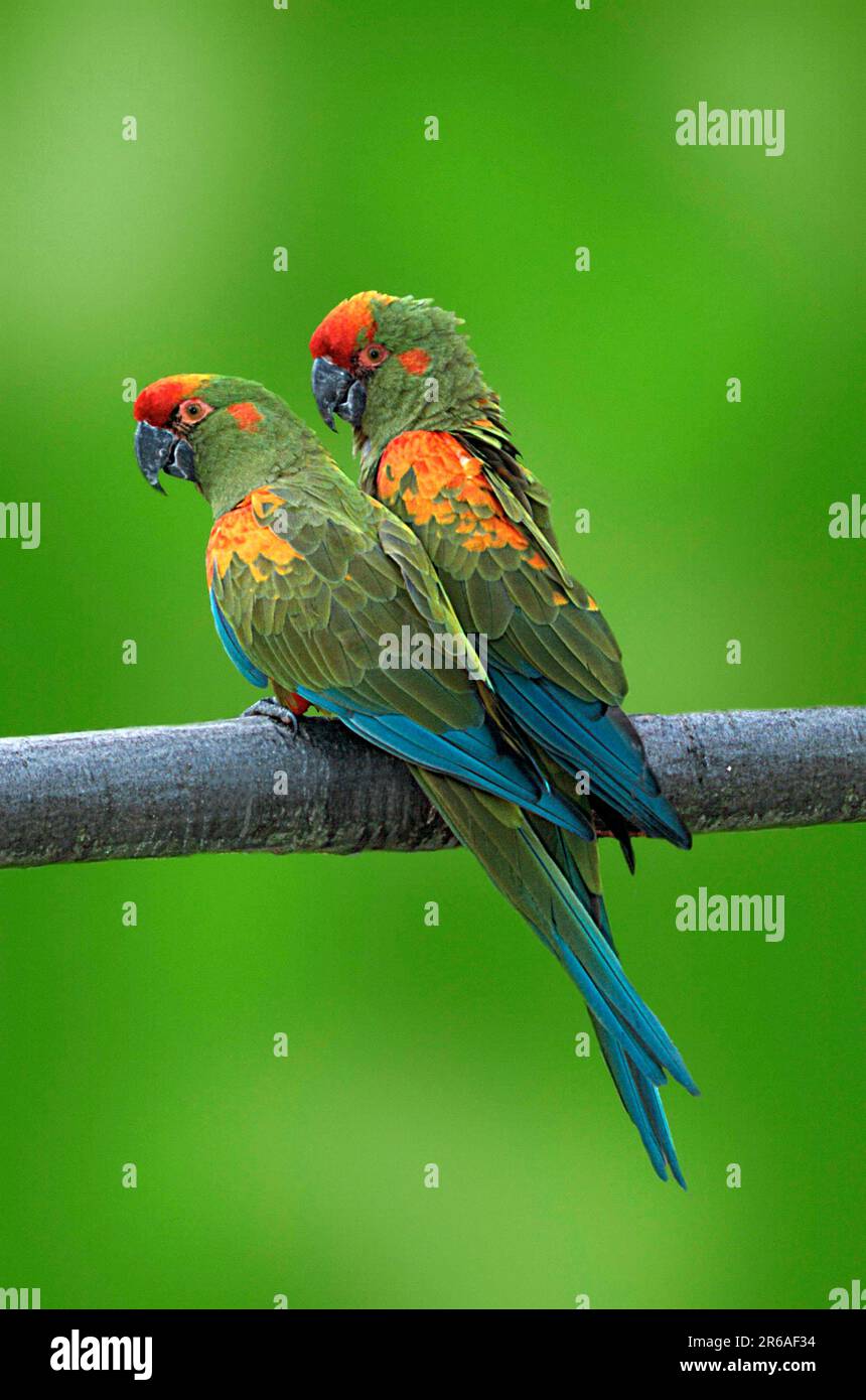 Red-fronted macaw (Ara rubrogenys) (South America) (bird) (birds ...