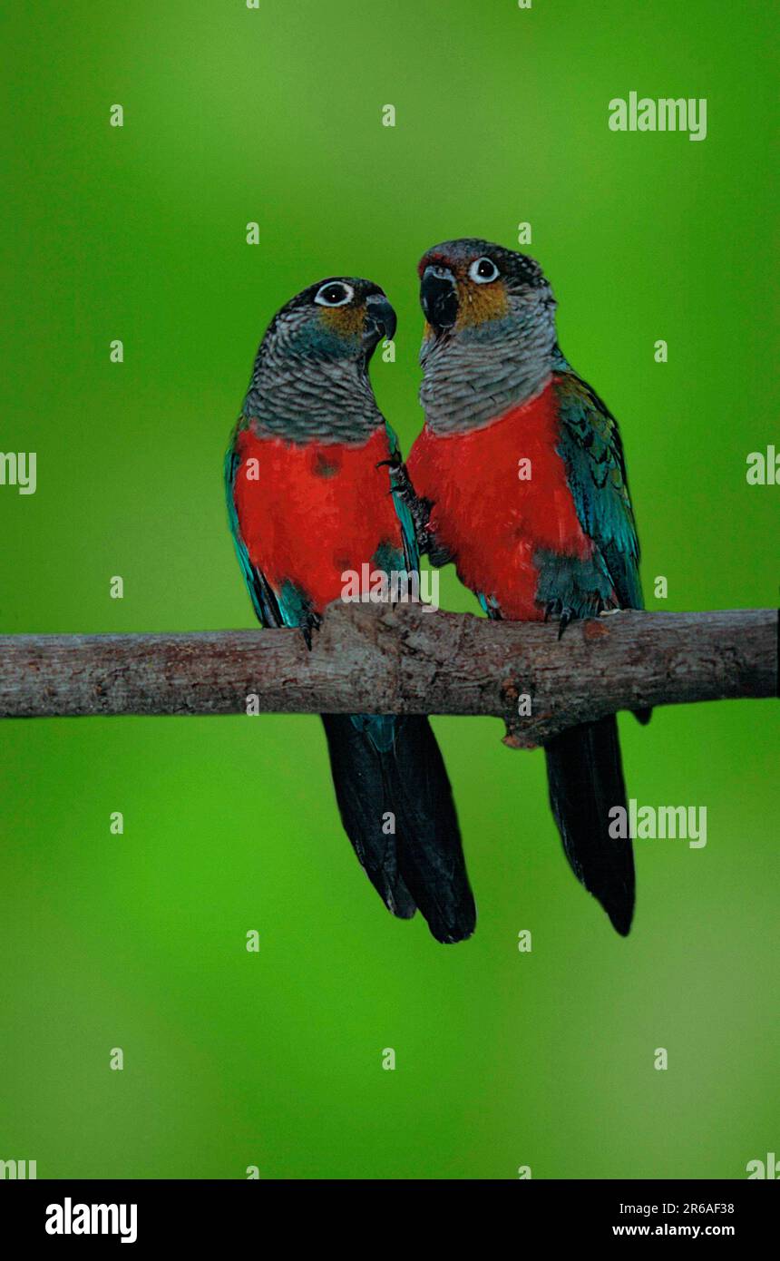 Crimson-bellied Conures (Pyrrhura perlata perlata), Rotbauchsittiche ...