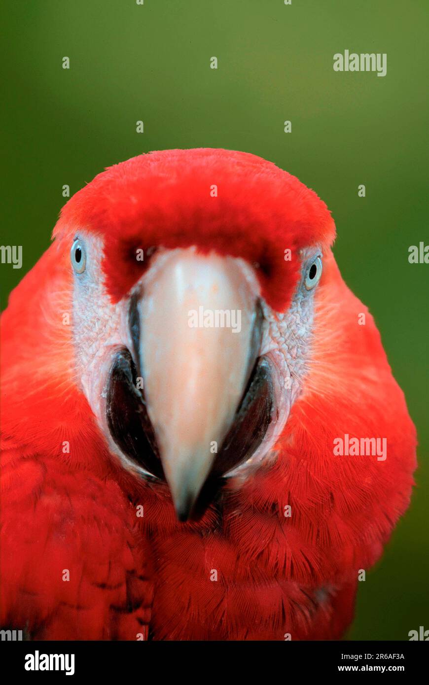 Scarlet Macaw (Ara macao), Light Red Macaw Stock Photo - Alamy
