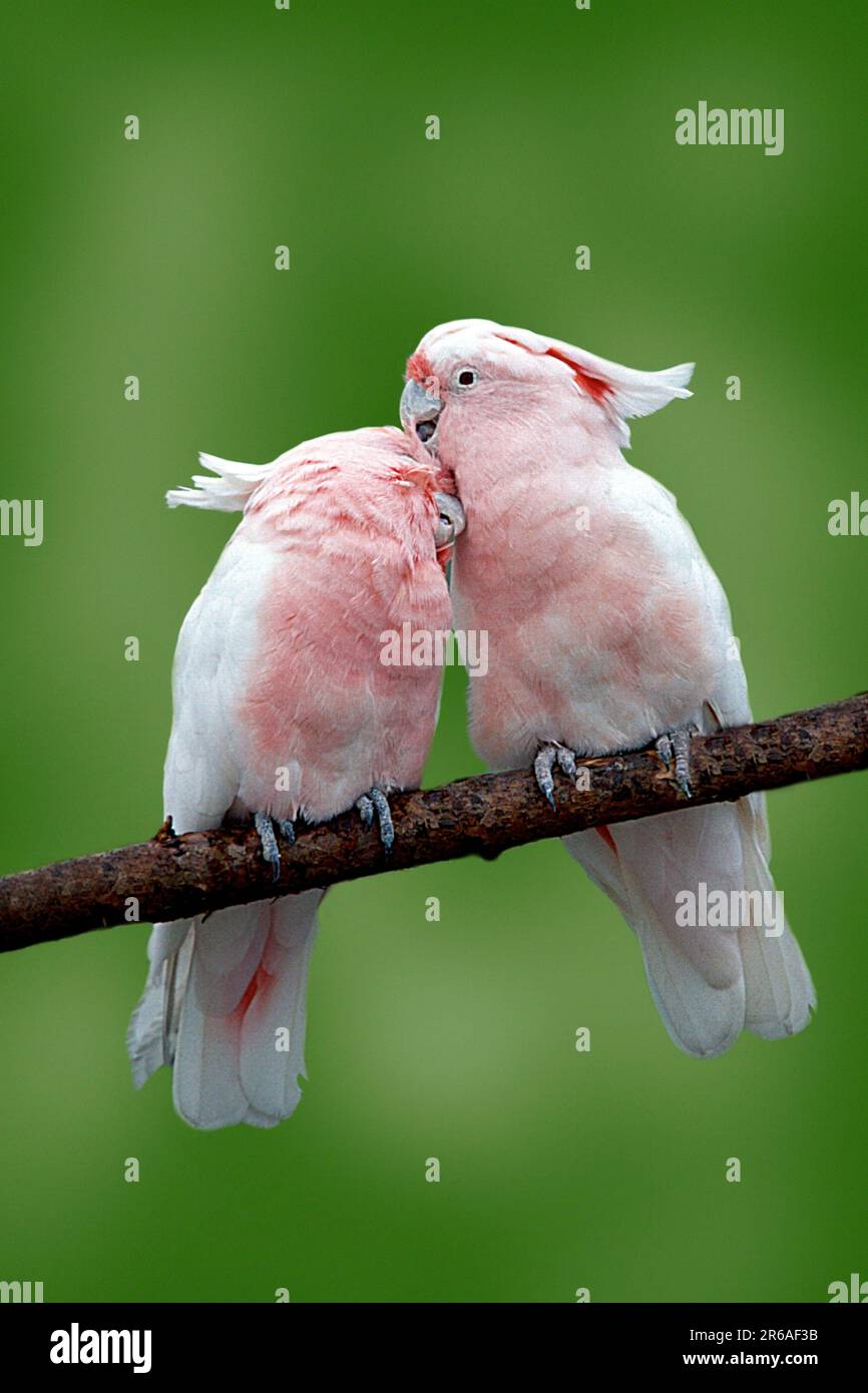 Major Mitchell's major mitchell's cockatoo (Cacatua leadbeateri), pair ...