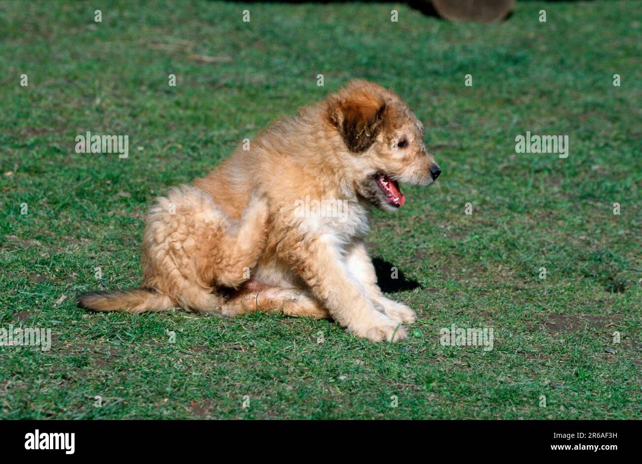 Nine dog hi-res stock photography and images - Alamy