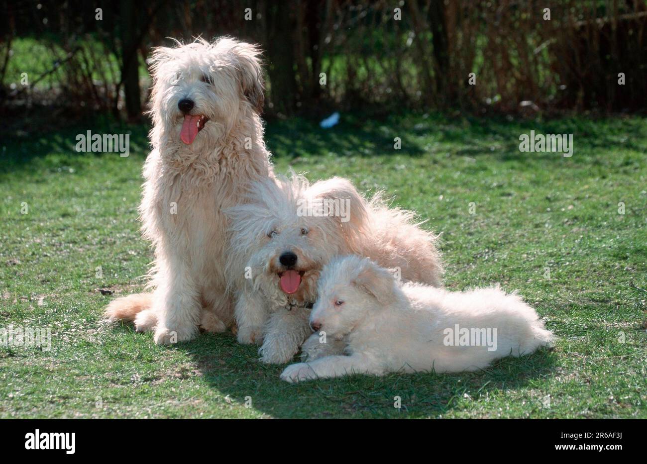 Sheep poodle, pair with puppy, 9 weeks, Old German shepherd dog Stock ...