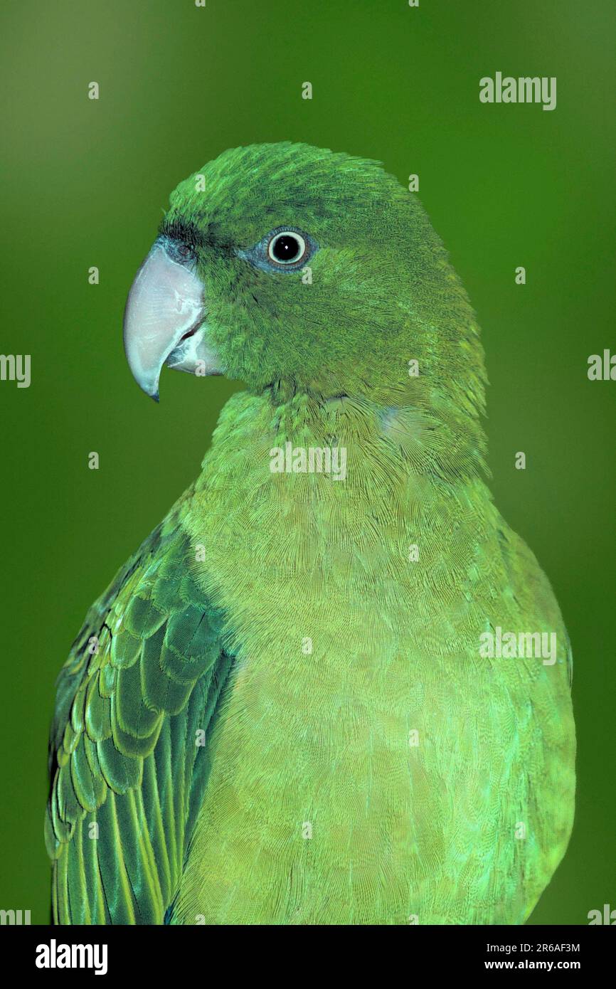 Tanygnathus sumatranus hi-res stock photography and images - Alamy