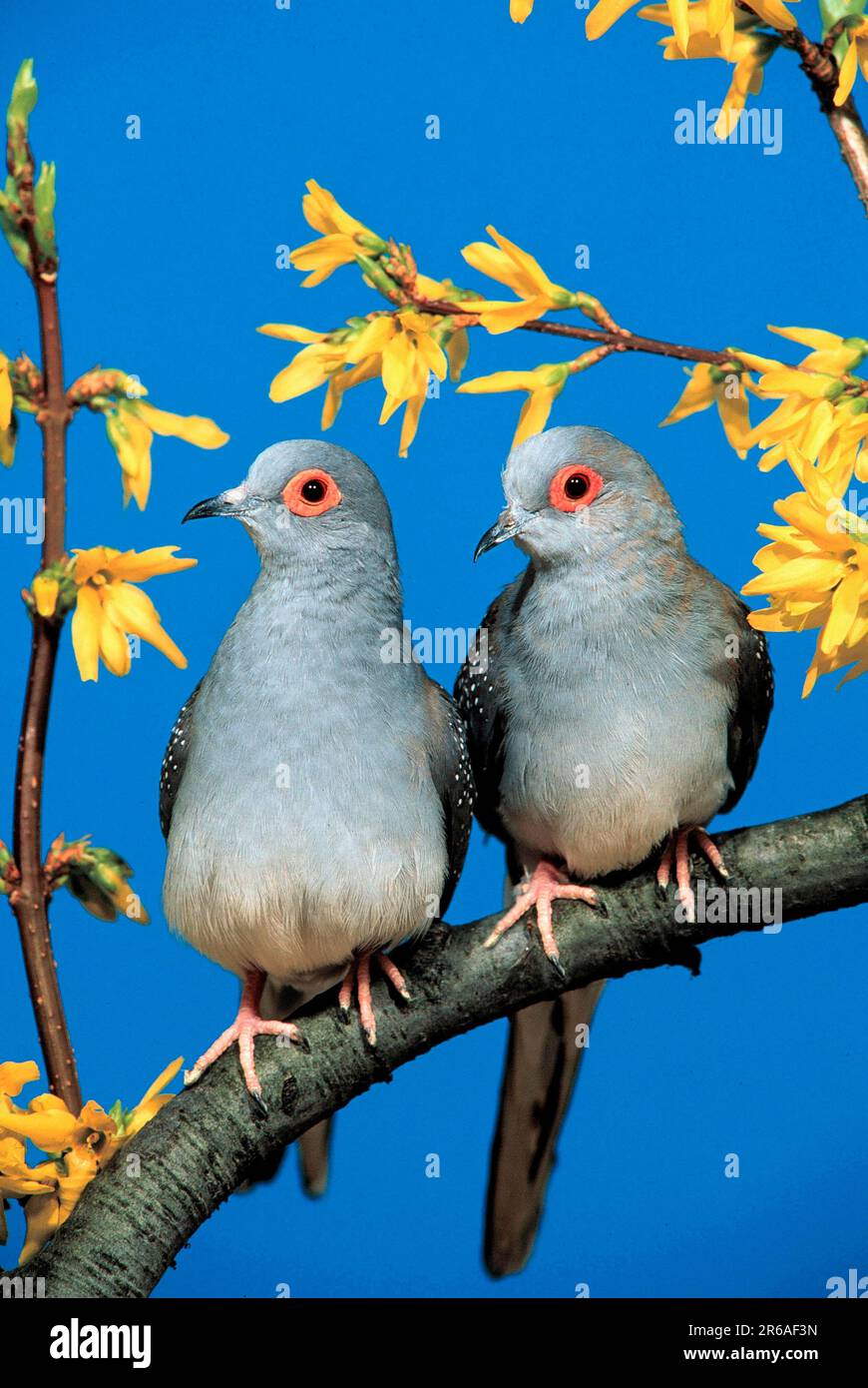 Diamond dove (Geopelia cuneata Stock Photo - Alamy
