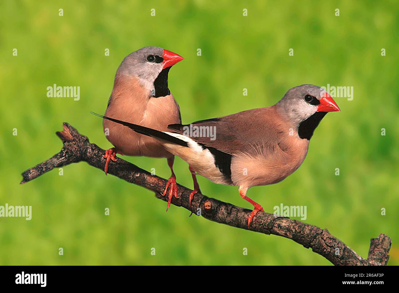 Grass Finches (Poephila acuticaudata hecki), Sharp-tailed Damarins ...