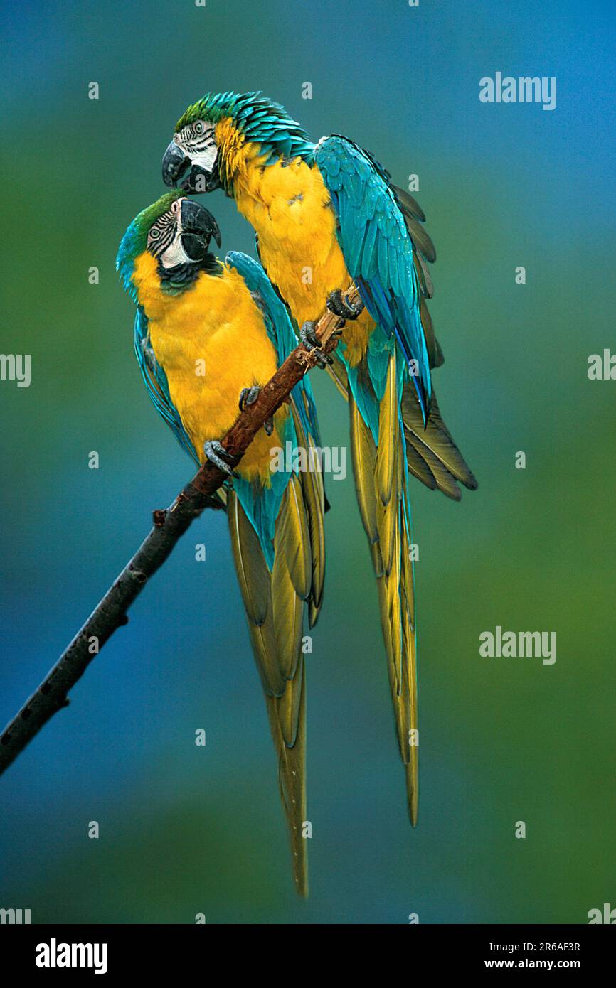 Blue-and-yellow Macaws, blue and yellow macaws (Ara ararauna Stock Photo - Alamy