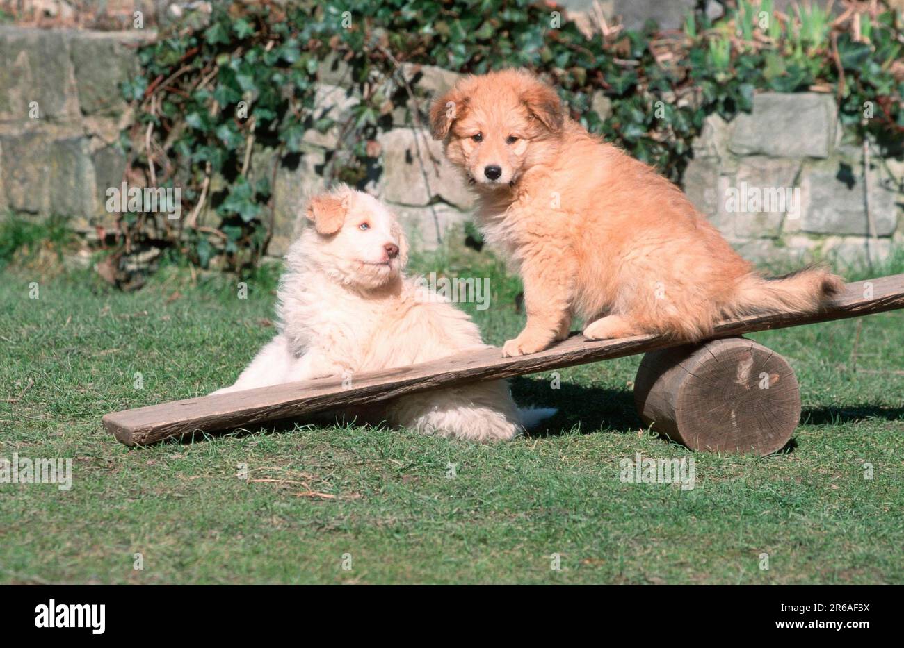 Sheeppoodles hi-res stock photography and images - Alamy