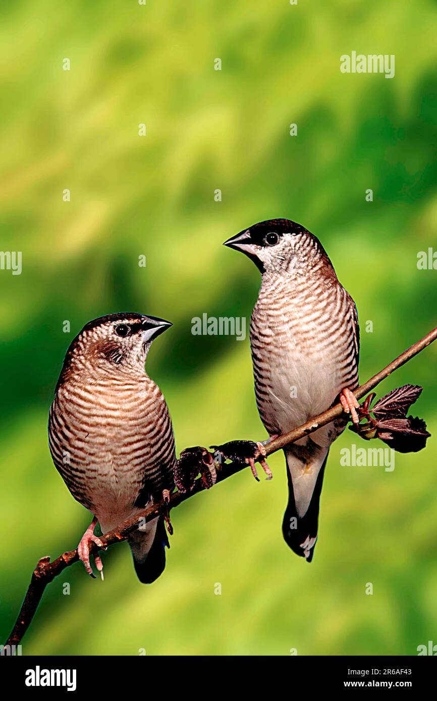 Cherry finches, australia, animals, outside, outdoor, branch, frontal ...