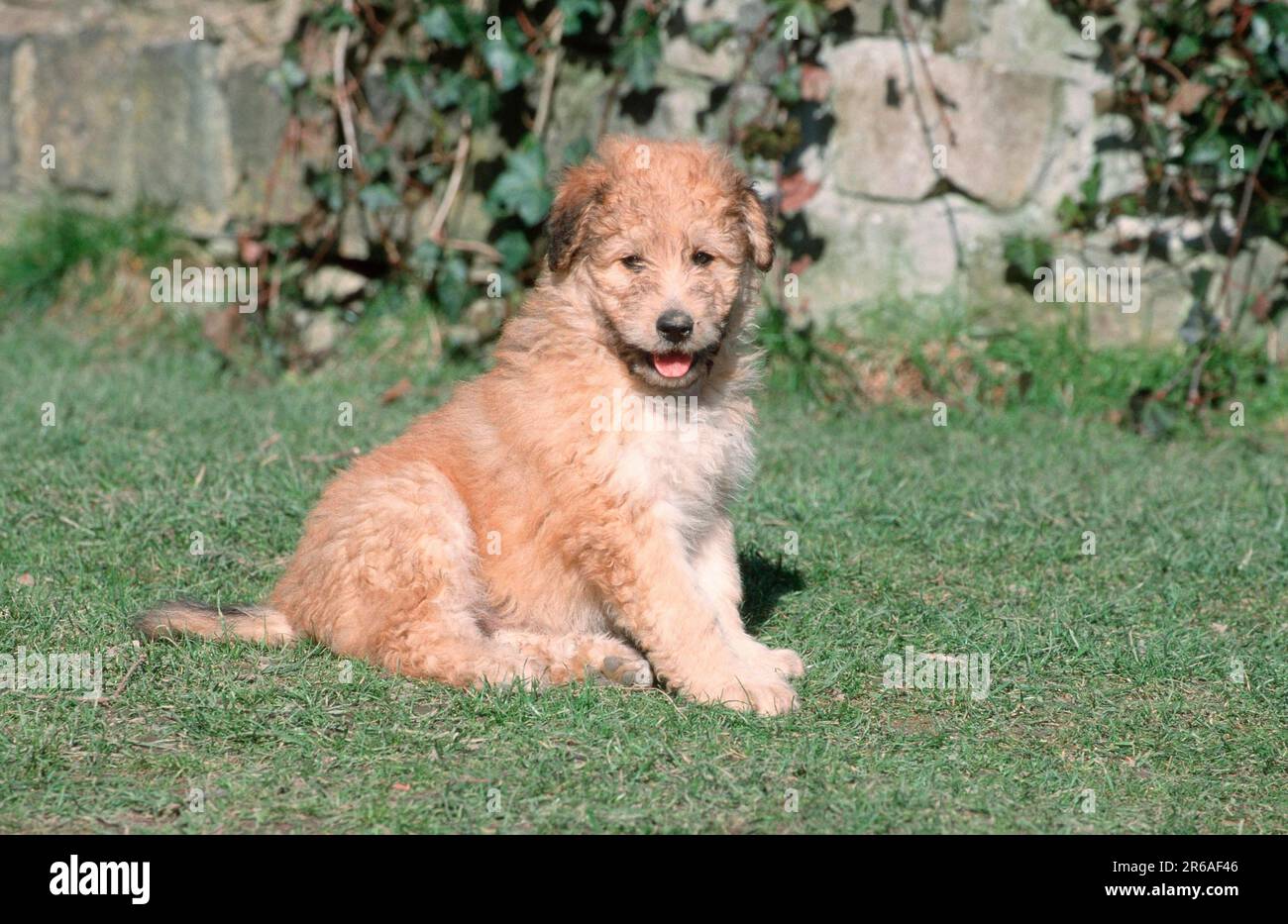 Sheeppoodle, puppy, 9 weeks old (herding dog) (mammals) (animals ...