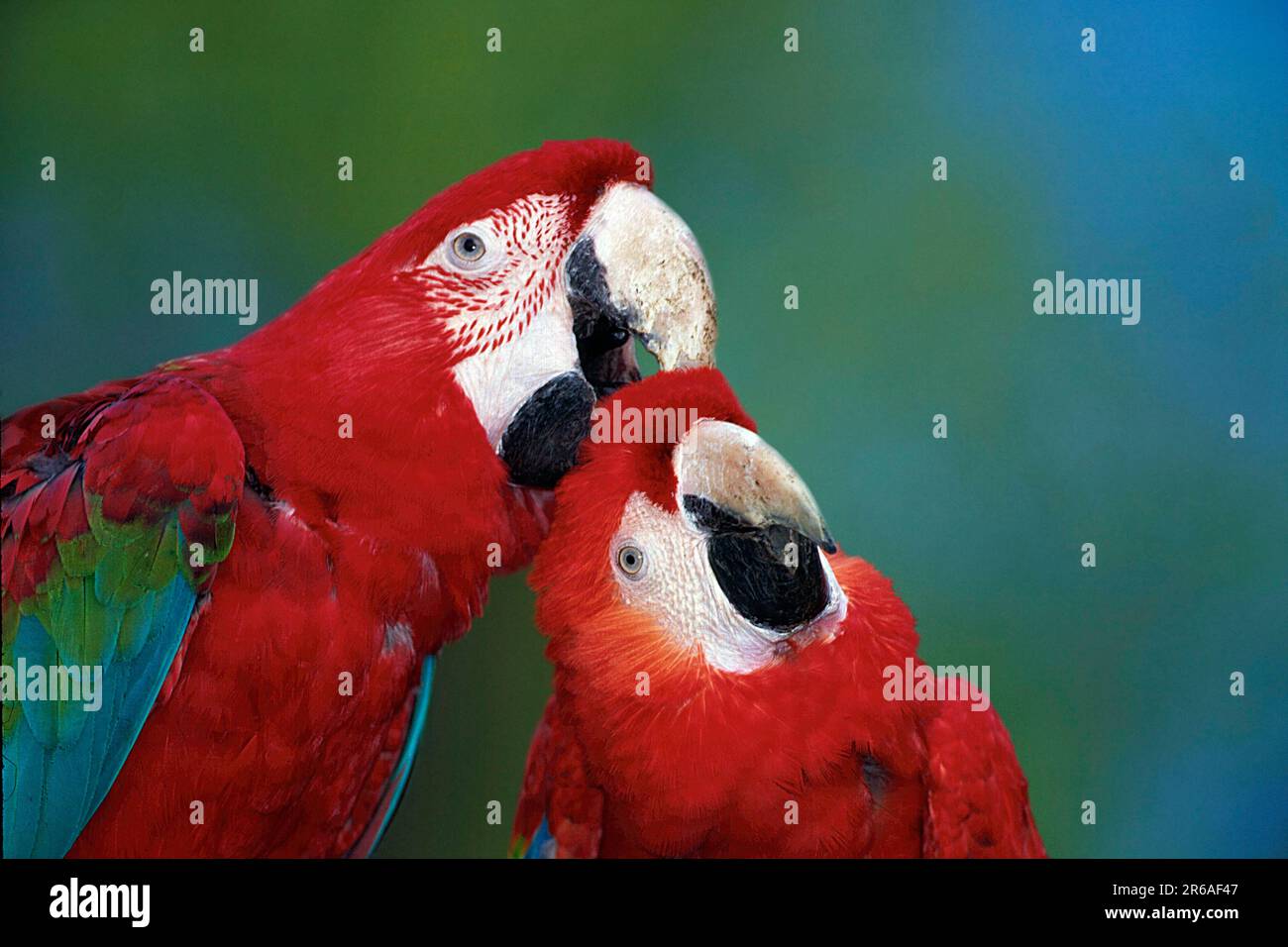 Red-and-green macaw (Ara chloroptera) caring for a scarlet macaw (Ara macao Stock Photo - Alamy