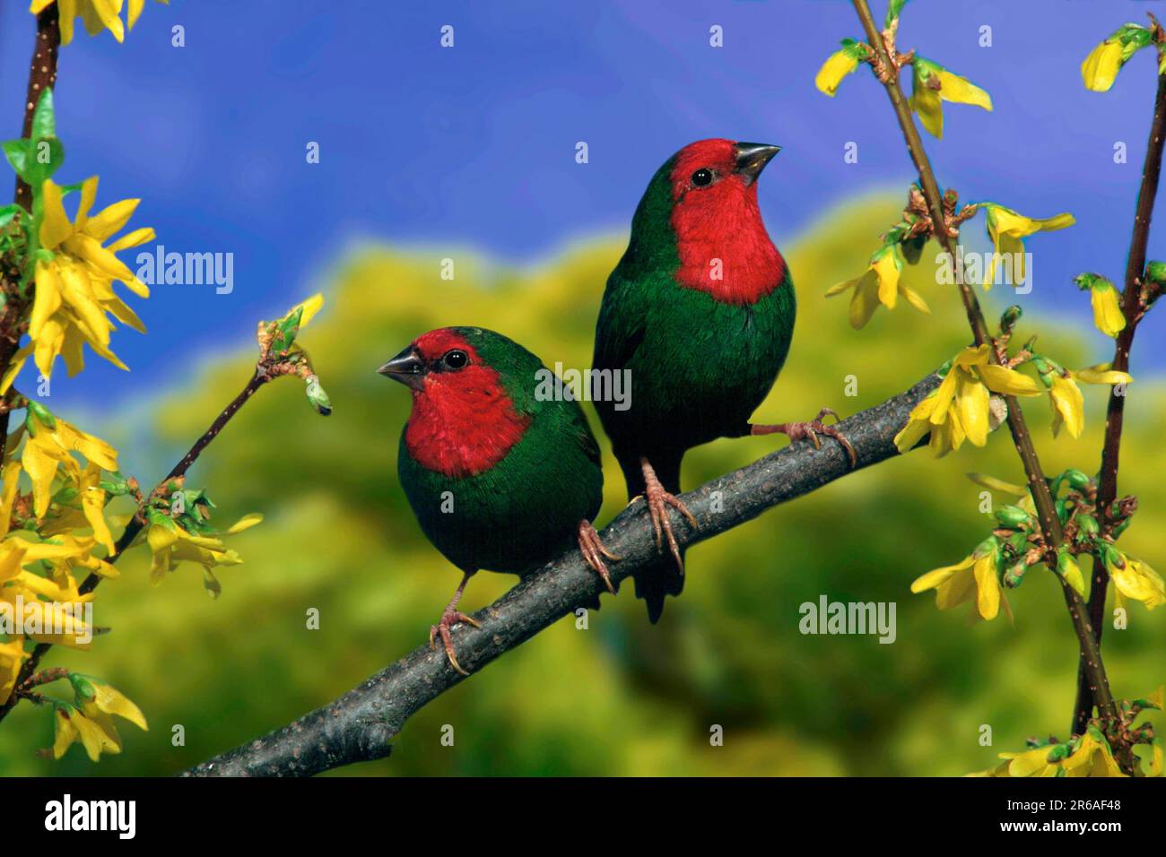 Amblynura hi-res stock photography and images - Alamy