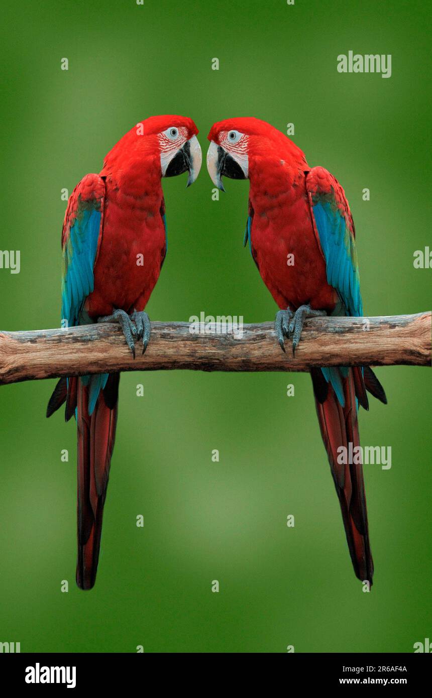 Red-and-green macaws (Ara chloroptera), Dark Red Macaws (macaws) (macaws) (parrots) (parrots ...